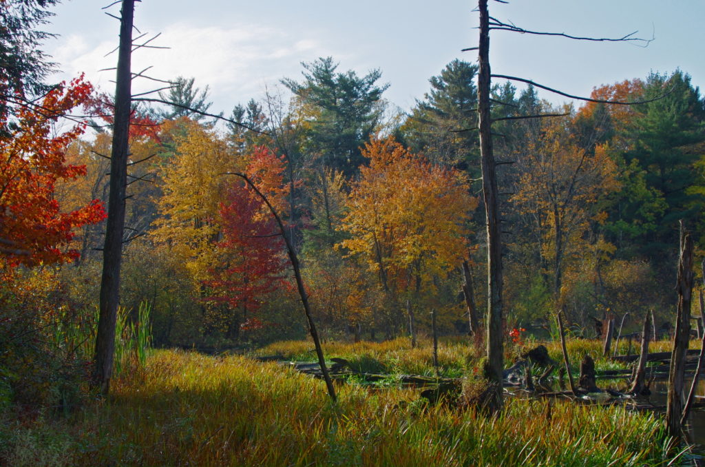 Swamp-Scene RayHill – Jerry E. Reed